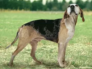 Dunker (Norwegian Hound)