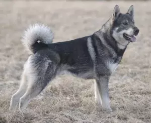 Jämthund Laika (Jämthund, Jemthund, Jamthund, po o Suetena Elkhound)