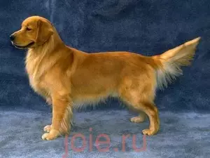 Retriever volamena