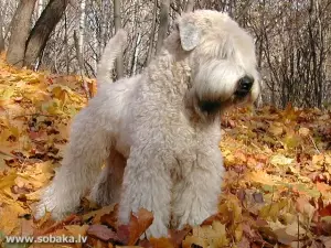 Irish jilicsan oo dahaarka leh Terrier