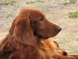 Setter irlandés