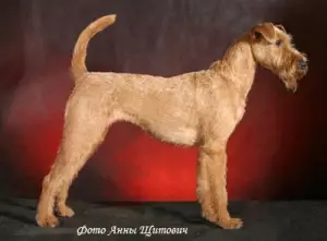 Irish Terrier