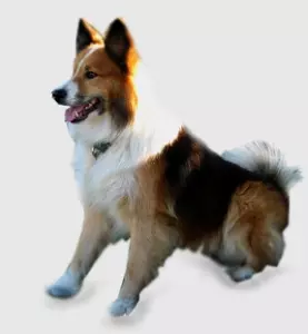 Taifau Icelandic (Icelandic Watchdog, Icelandic Spitz)