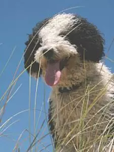 Can de auga español (Perro De Aqua Espanyol)