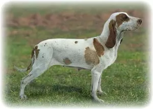 Hound Isbaanish (Sabueso)