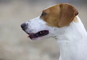 Istrian Hound (Istrian Brakk, Istrian Gonich)