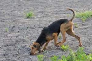 Italiana Segujo (Italiana Hound)