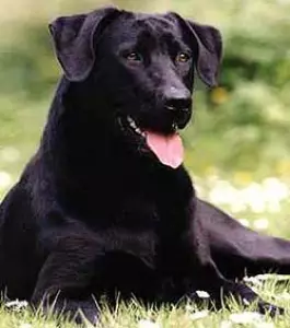 Ca de Bestiar (Perro de Pastor Mallorquin, Majorkan cho'pon iti)