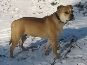 Ca De Bo (Perro Dogo Mallorquin, Dogo Mallorca)