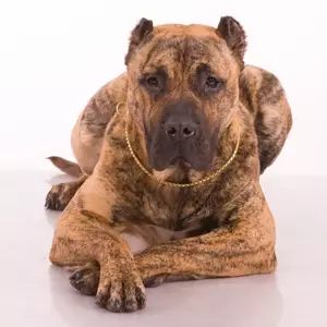 Canary can (Canary mastiff, Canary mastiff, Canary dog)