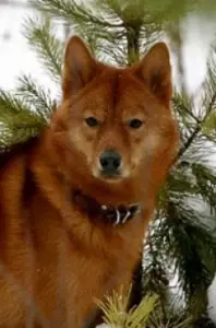 Karelian-Finnish Laika (Finnish Spitz)