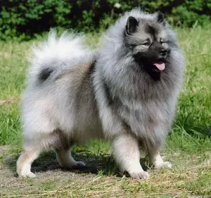 Keeshond, Volfspits