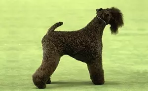 Kerry blue terrier