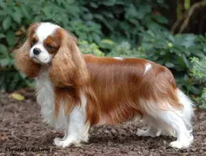 King charles spaniel