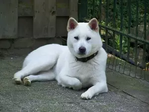 Kishu (Kishu-inu, Kishu-ken)