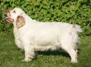 Chilangar Spaniel