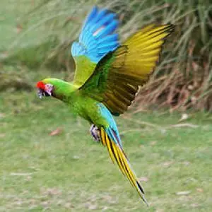 Me tub rog macaw (Ara militaris)