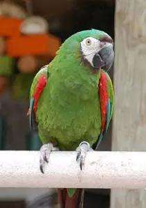 Gështenjë Macaw (Ara severus)