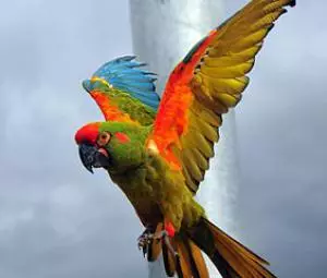 Qizil quloqli macaw (Ara rubrogenys)