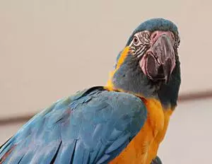 Moviy bo'g'ozli Macaw (Ara glaucogularis)