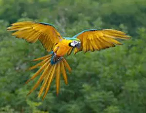 Moviy va sariq macaw (Ara ararauna)