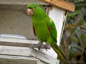 Begi zuri aratinga (Aratinga leucophthalmus) -