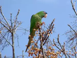 Aratinga fronte urdina (Aratinga acuticaudata)