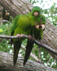 Aratinga meksikane (Aratinga holochlora)