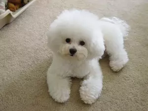 Trah anjing hypoallergenic - Bichon Frise (Curly Bichon, Curly lapdog)