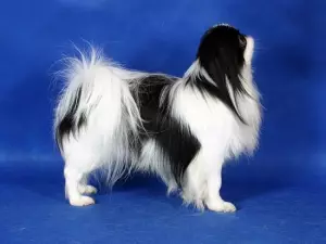 Japanese Chin