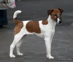 Anjing Anjing Hypoallergenic - Lemes Fox Terrier