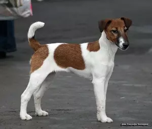 Υποαλλεργικές φυλές σκύλων - Smooth Fox Terrier