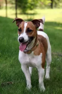 Anjing anjing hypoallergenic - Jack Russell Terrier