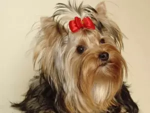 Ang mga hypoallergenic dog breed - Yorkshire Terrier