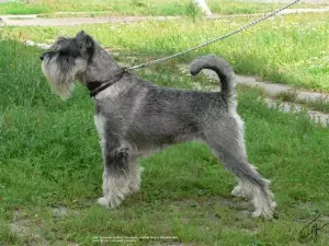 Mittel Schnauzer