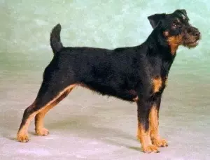 Germana Ĉasterhundo (germane Jagdterrier)