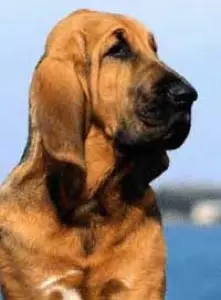 Bloodhound: întreținerea casei, fotografie, cumpărare, video, preț