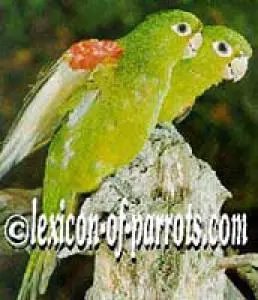 Haitian aratinga (Aratinga chloroptera) -