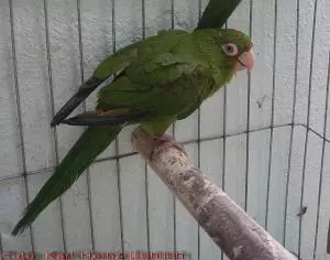 Kubaanse aratinga (Aratinga euops)