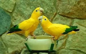 ニョオウインコ（Aratinga guarouba、Guarouba guarouba）