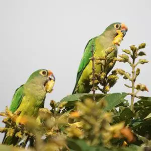 Кактус кактусы (Aratinga cactorum)