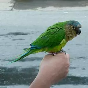 Ruskea-poskinen aratinga (Aratinga pertinax)