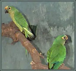 Aratinga de frente dorada (Aratinga aurea) -