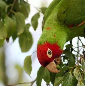 آرینگتا سر سر (Aratinga erythrogenys)