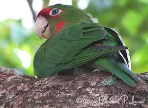 Aratinga de cara roja (Aratinga mitrata)