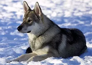 Baka Anjing Sled - Alaskan Husky