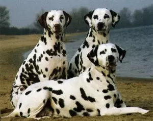 Keturunan Anjing Sled - Dalmatian