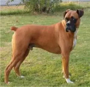 Boxer (Alman Boxer)