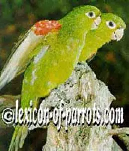 Haitian aratinga (Aratinga chloroptera)