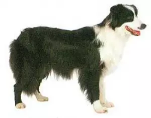 Border Collie (Border Collie)